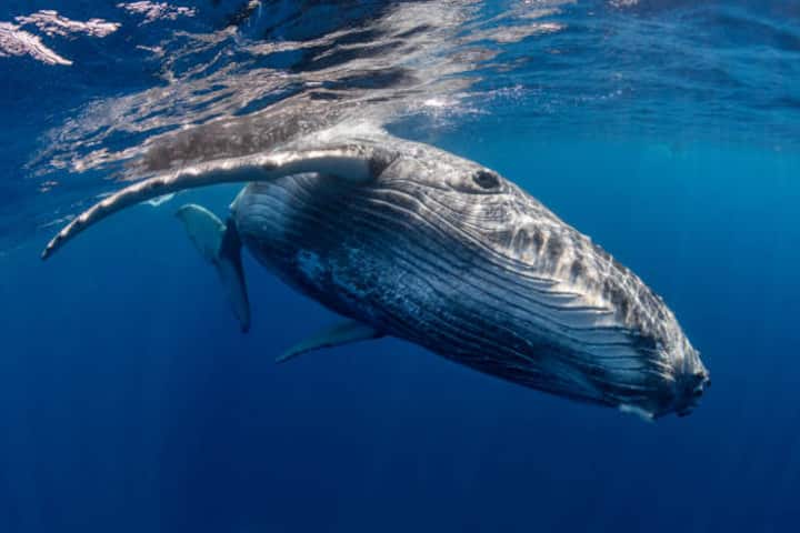 Last Minute Sale~whale Season On Ka'anapali Beach! - Maui, HI
