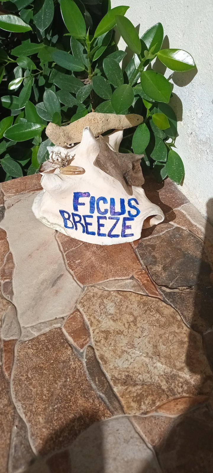 Ficus Breeze - The Bahamas