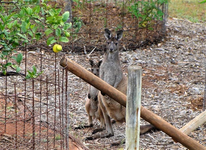 Cosy Cabin Hideaway - Prevelly