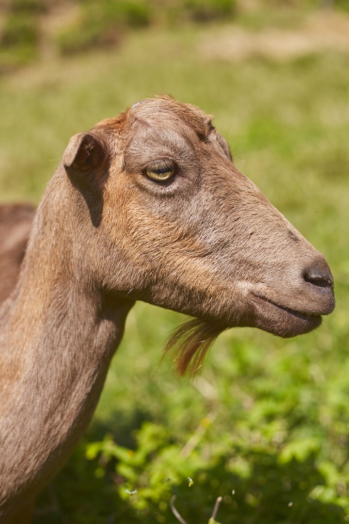 Tesorito En Las Montañas Del Quindío - Alcalá