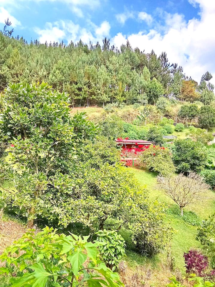 Tesorito En Las Montañas Del Quindío - Alcalá