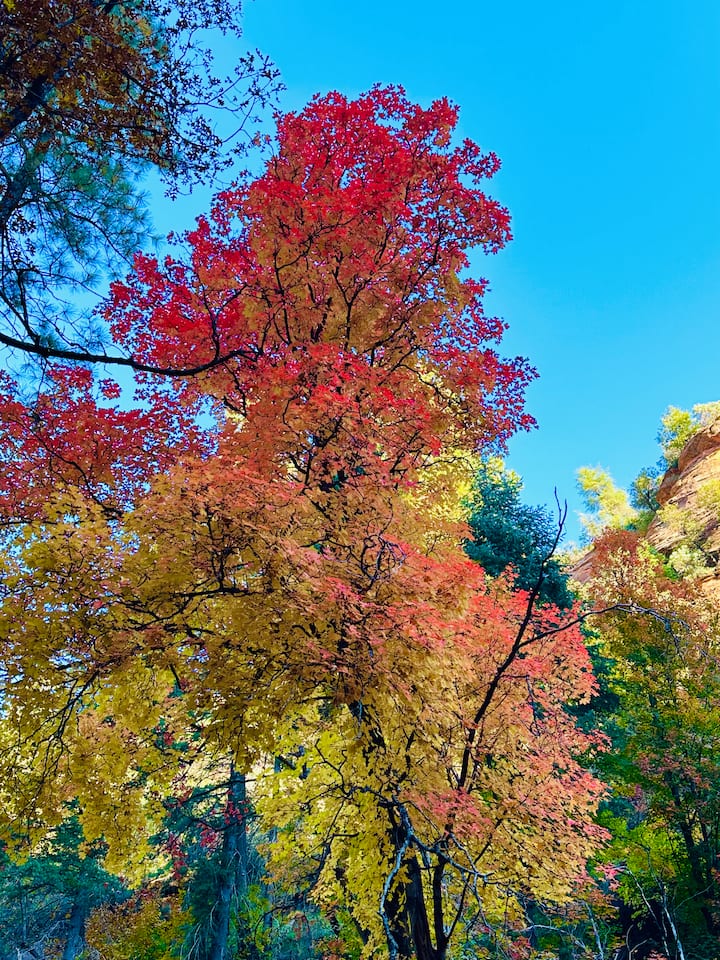 Flagstaff Bliss. - Flagstaff