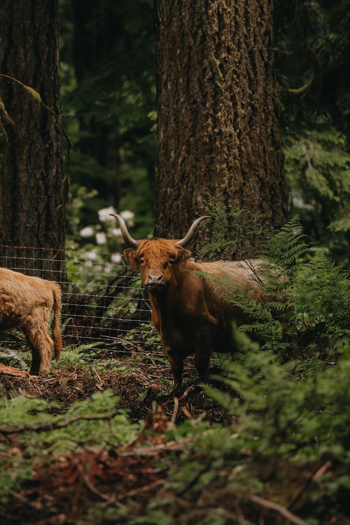 Highland Farms- Cedar Soaking Tub & Highland Cows - Oregon