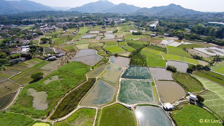 被塱原濕地及梧桐河包圍的農舍
適合農耕樂體驗,觀賞候鳥及單車旅行 - 粉嶺