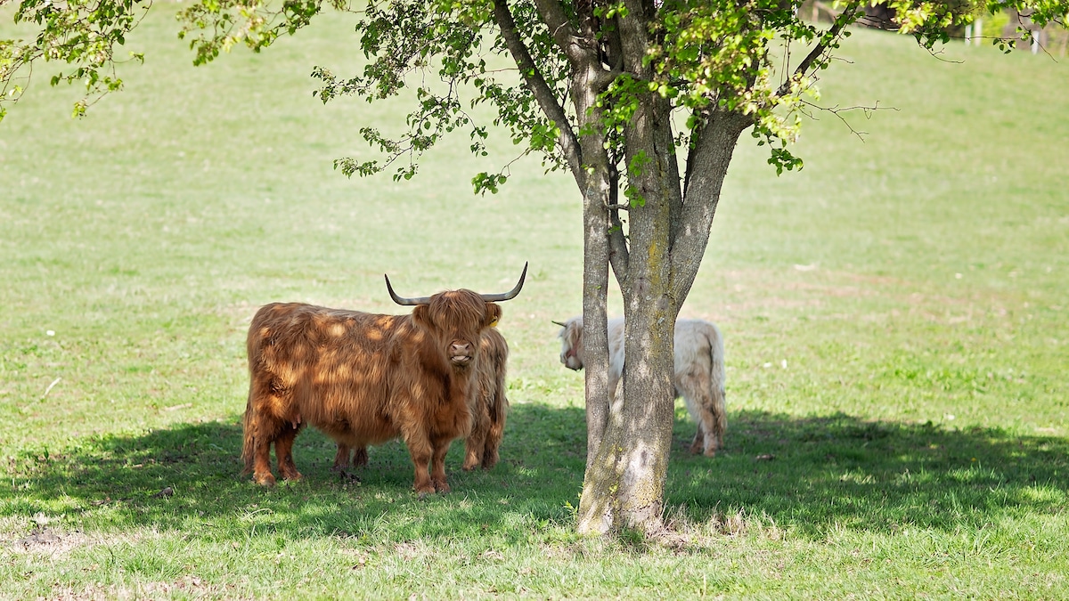 Tiny FishHouse on a Catfish Pond and Fluffy Cows - Cabins for Rent in ...