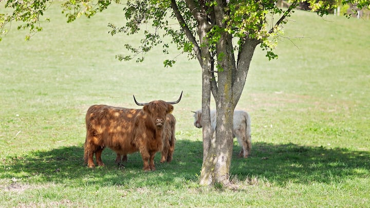 Fishhouse Highland Cows Farm Stay Tinyhome Catfish - Jefferson City, TN