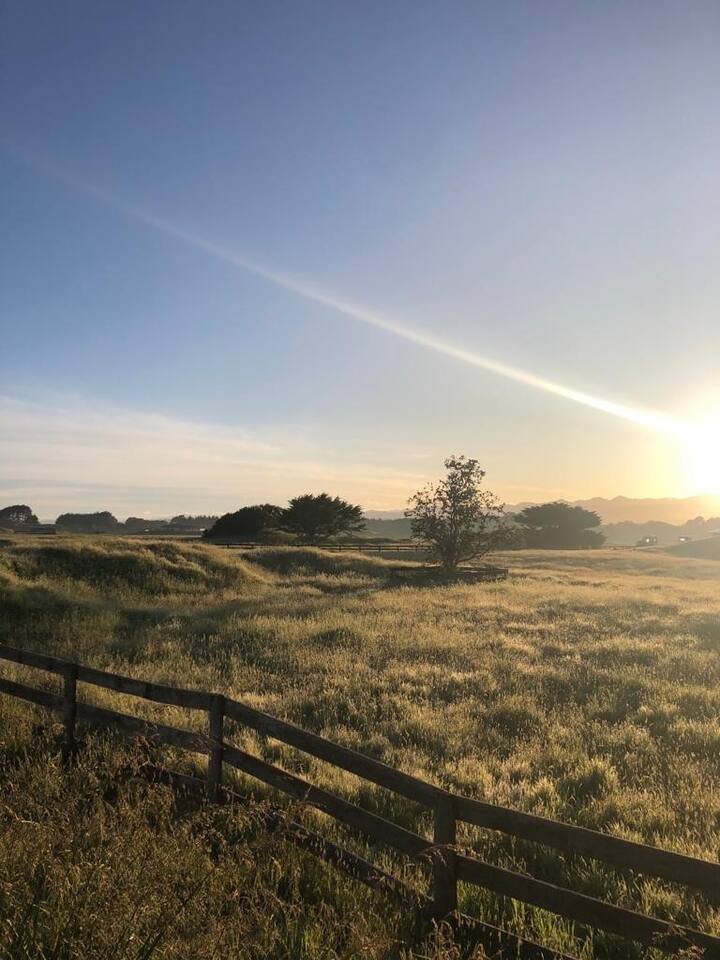 Mavis - Ōhau