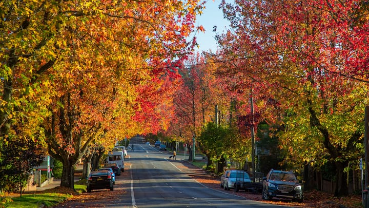 Chatsworth Cottage In Blackheath, Blue Mountains - Blackheath