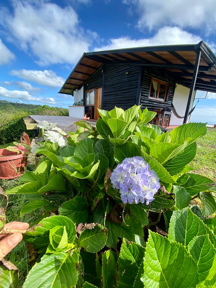 Cabaña Rodeada Tortugas Gigantes - Galápagos Islands