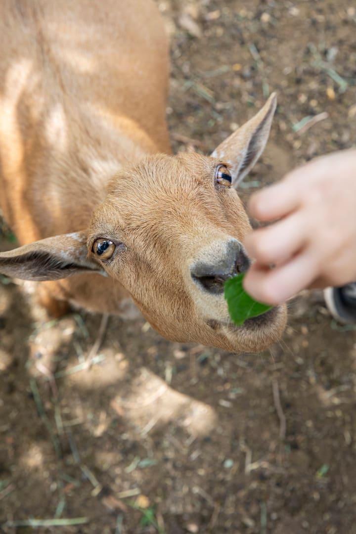 Historical Trolley Car On Urban Farmstay - Wheat Ridge, CO