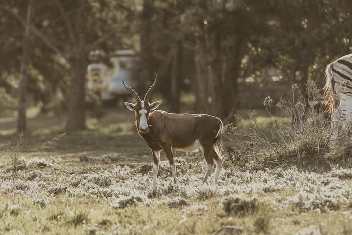 Wild Paradise Cottage Nº2 In Pe - Gqeberha