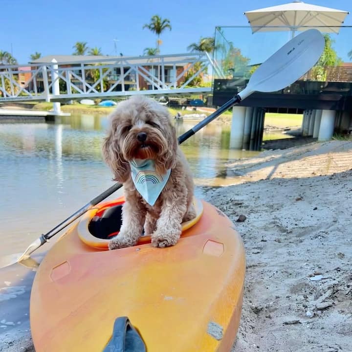 Long-stay Pet-friendly Studio  Pool & Comfort - Maroochydore
