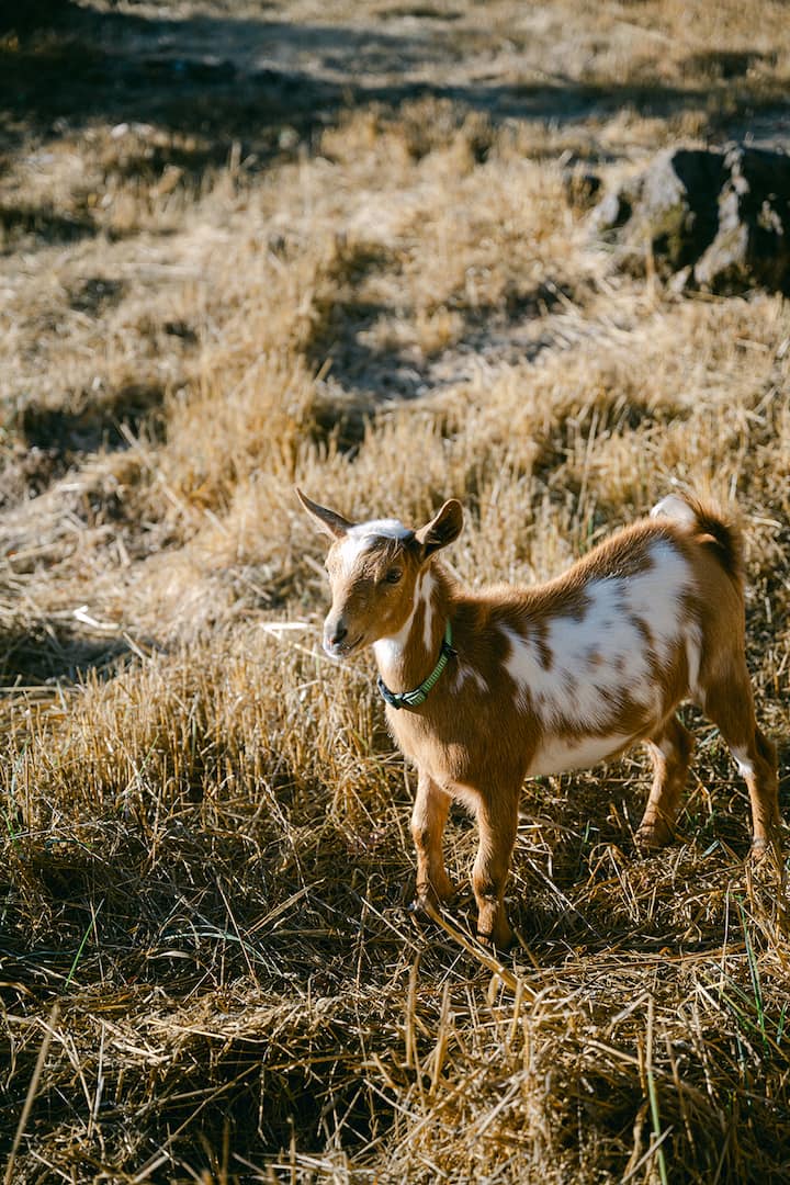 Cozy Cottage With Goats At Blackberry Ranch - Cloverdale, CA