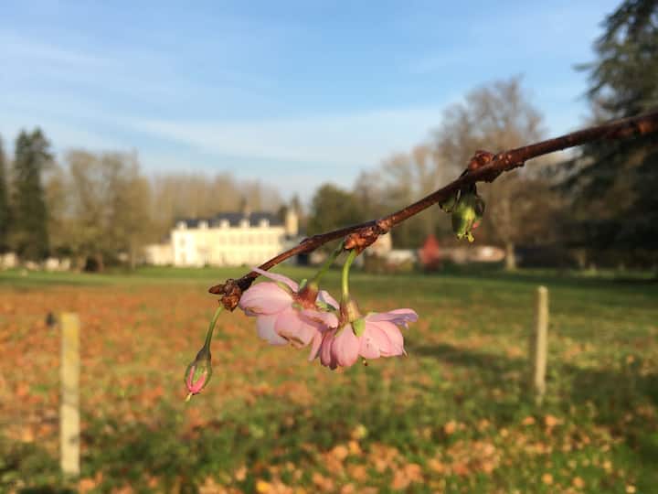 Château De La Saulinière - Tournai