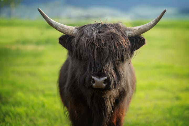 Gateway Getaway - Ski, Fish, & Play Nearby! - Gallatin Gateway, MT