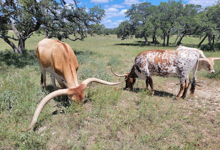 Mustang - Bandera, TX