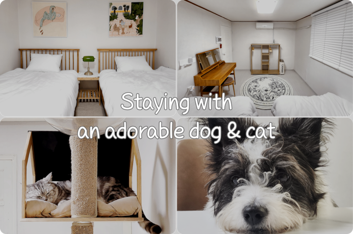 Staying With An Adorable Dog & Cat - 서울특별시
