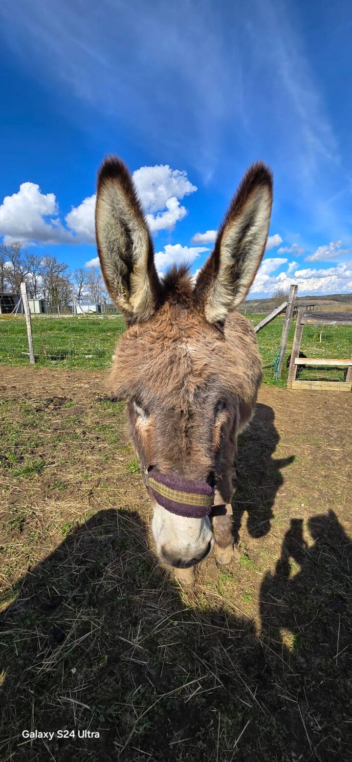 Gîte La Rapière En Armagnac En Pleine Nature - Condom