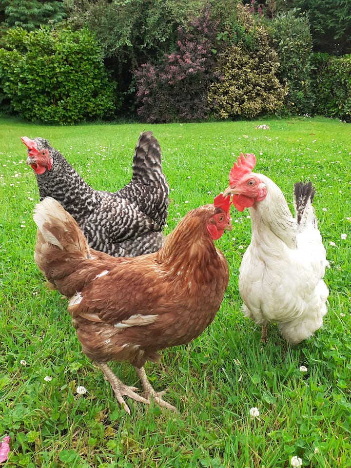 Hill Top View, Organic Farm Near Killarney. - Irland