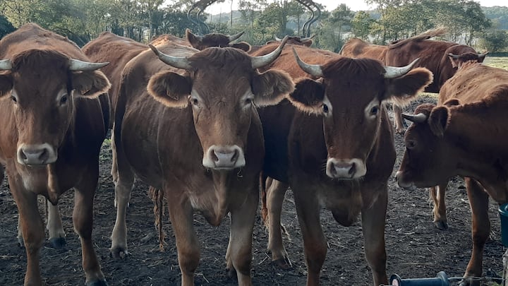 Maison à Combrit Proche De Quimper Et Pont L Abbé - Combrit