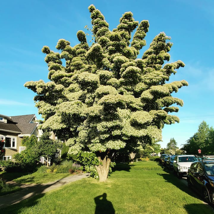 Eastvan Launching Pad - Vancouver