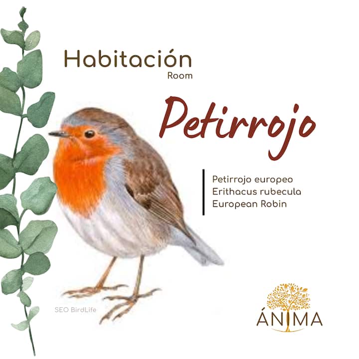 ÁNima | Petirrojo - Cantabria