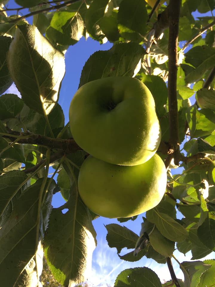 Apple Orchard Cottage
Updated Photos Coming Soon - Hinckley