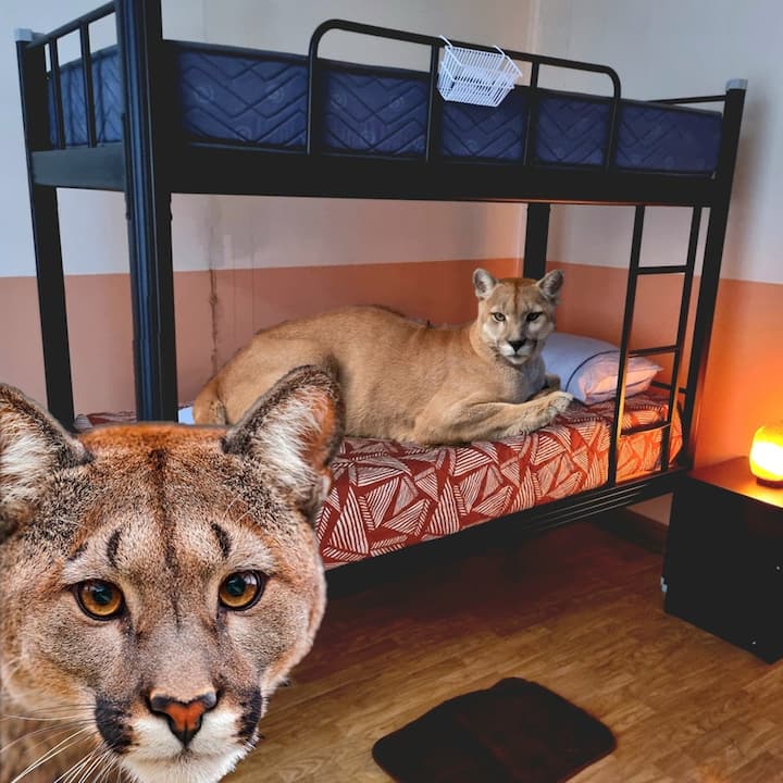 Habitación Con Baño Privado A 3 Calles Del Centro. - Punta Arenas