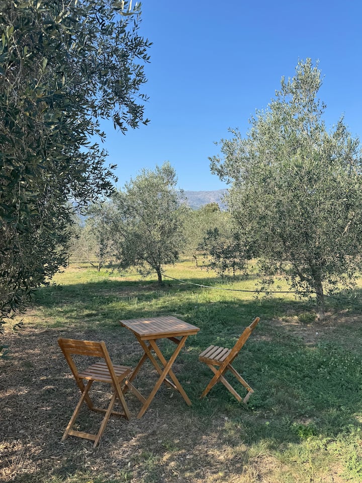 Au Cœur De L'oliveraie - T2 - Haute-Corse