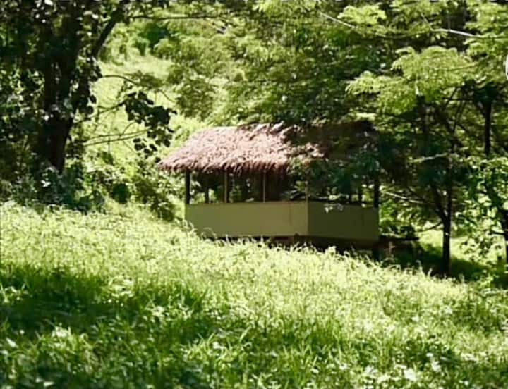 Forest Hut Aore Island - Vanuatu