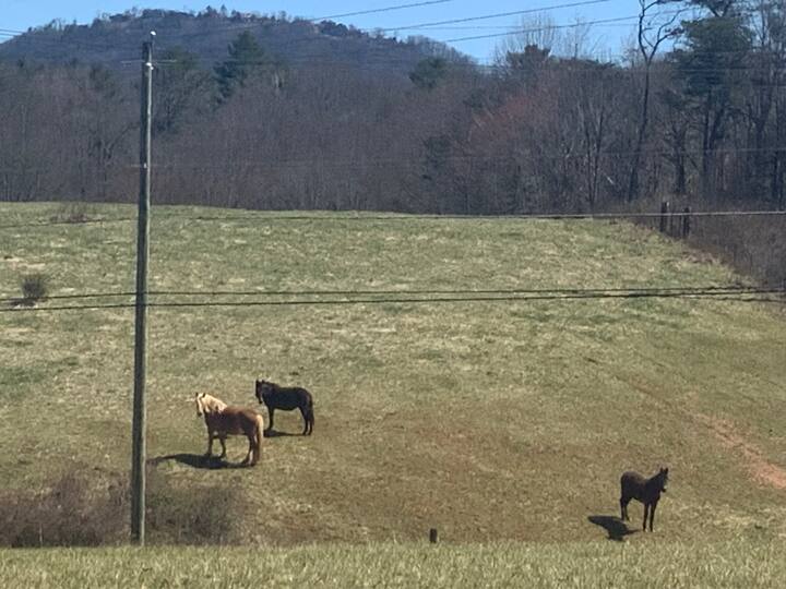 Bluridge Mountain Farm Home 10 Min Town Bicycl Rte - Weaverville, NC