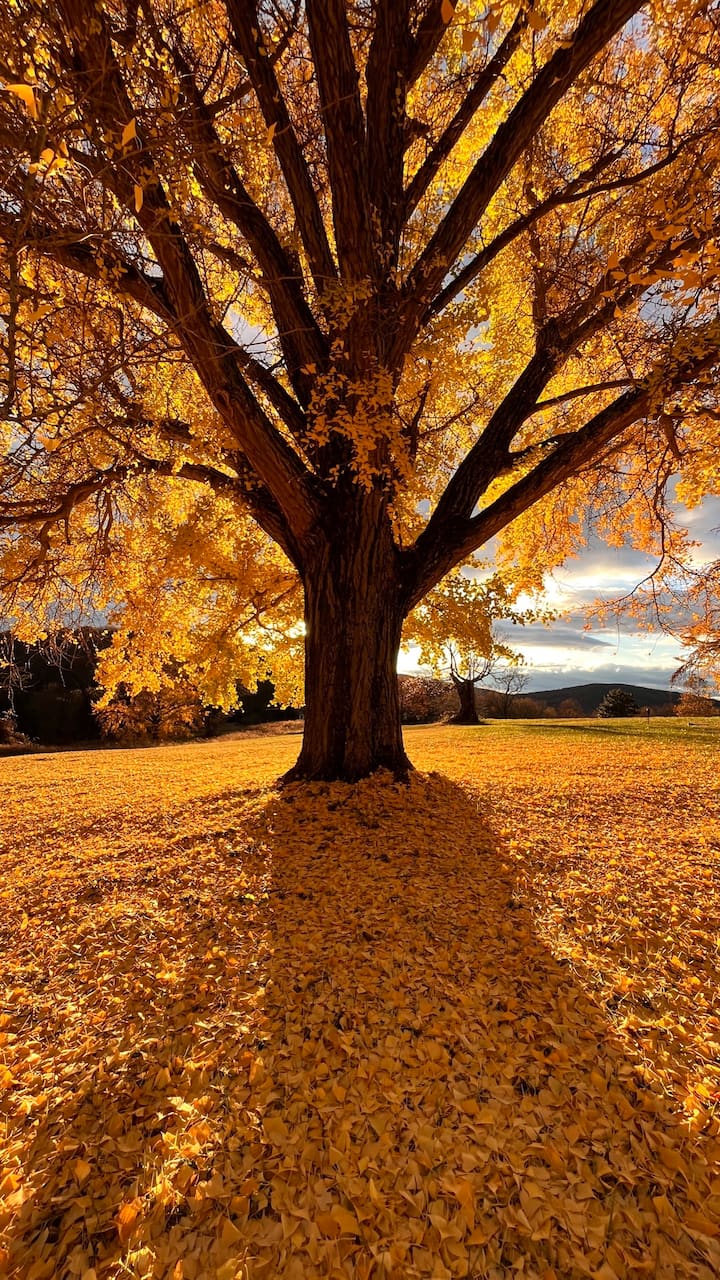 Boxwood Overlook - Barboursville Vineyards, Barboursville