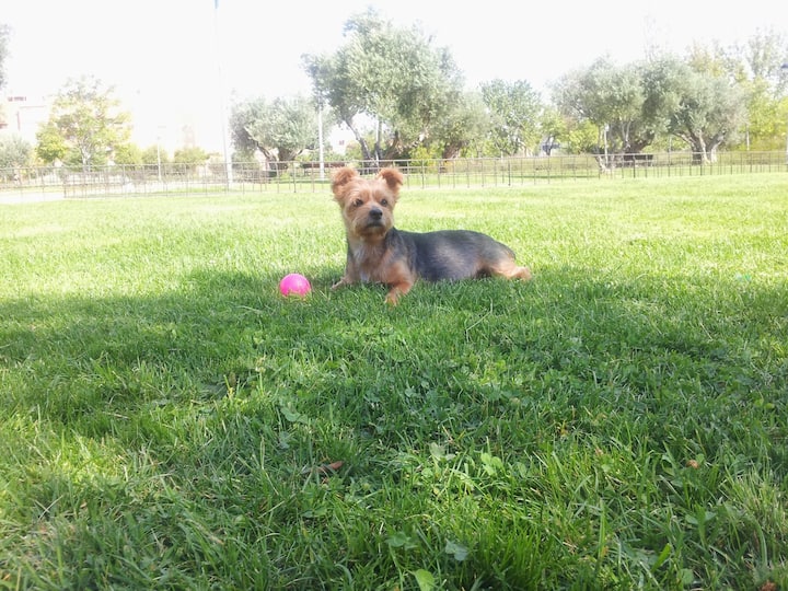 Dogs & Family. Habitación Hanna - Getafe