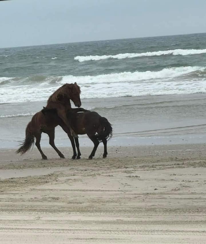 Obx Sea Bandits - Kill Devil Hills, NC