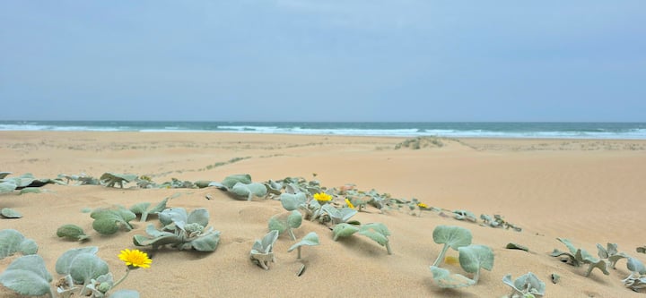 Ons Plekkie In Paradys - Jeffreys Bay