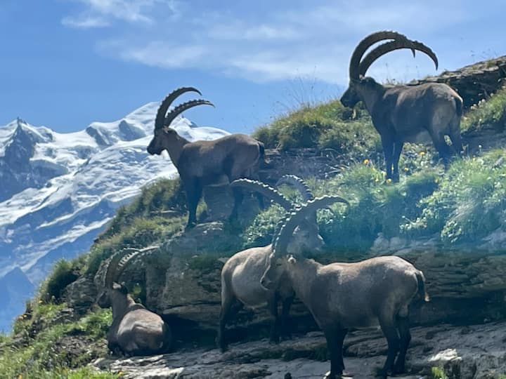 Duplex Flaine Pied Des Pistes - Flaine