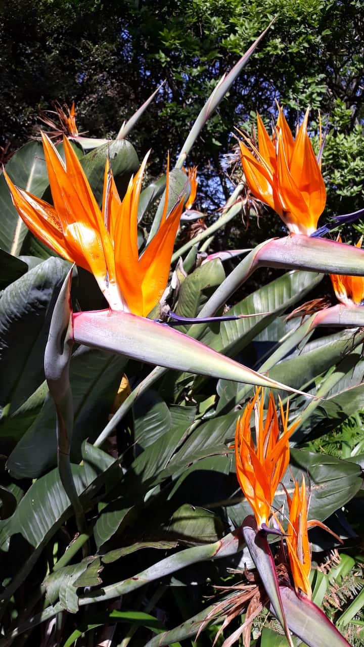 Ketty's Studio One - Guadeloupe