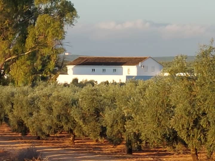 Eco Home In Its Own Olive Grove - Campillos