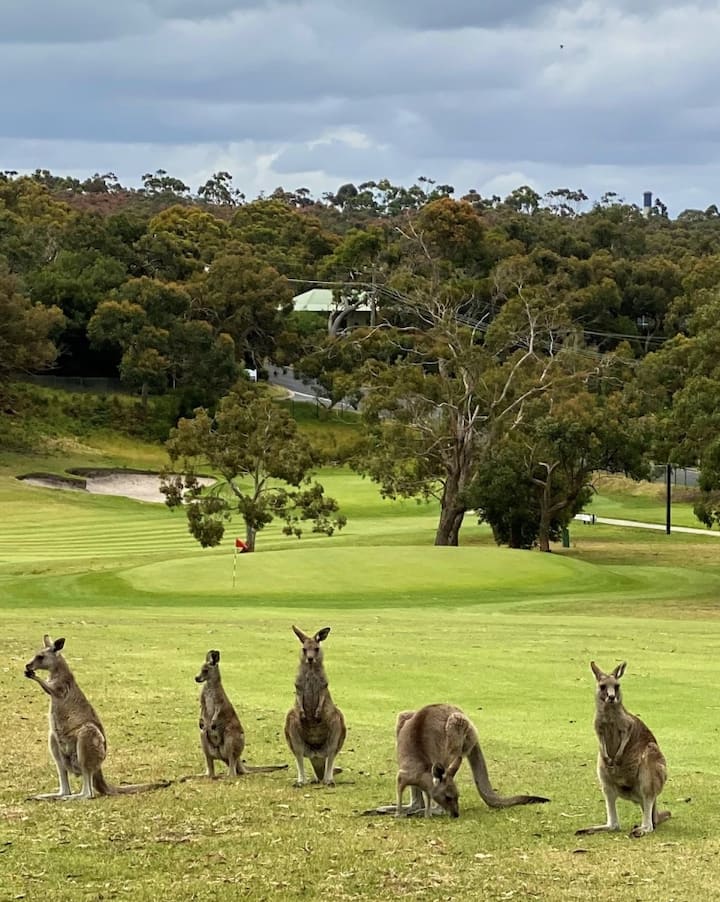 Peaceful Golf Course Escape With Kangaroos - Anglesea