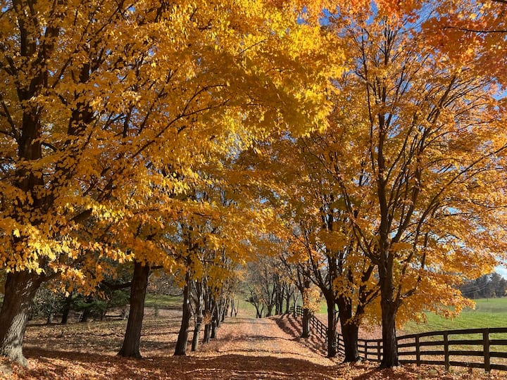 Autumn Cabin Escape | Wineries | Pet-friendly - Leesburg, VA
