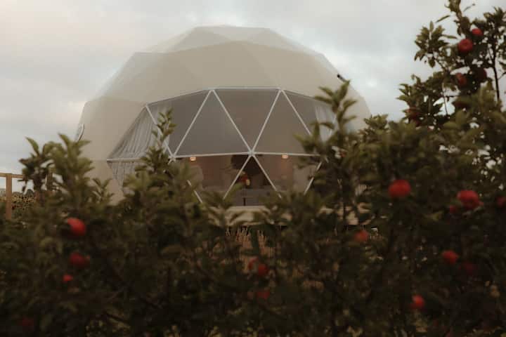 Orchard Sunrise Dome - Penguin