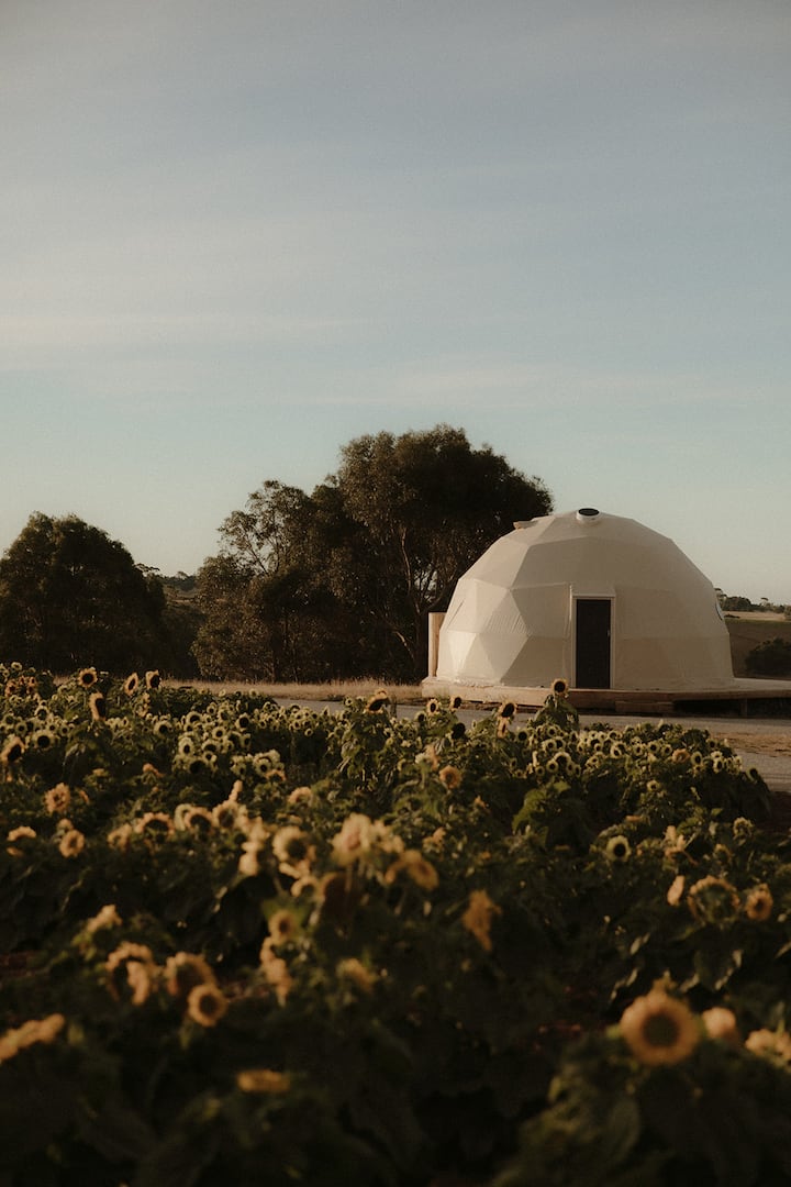 Ocean Dome - Penguin