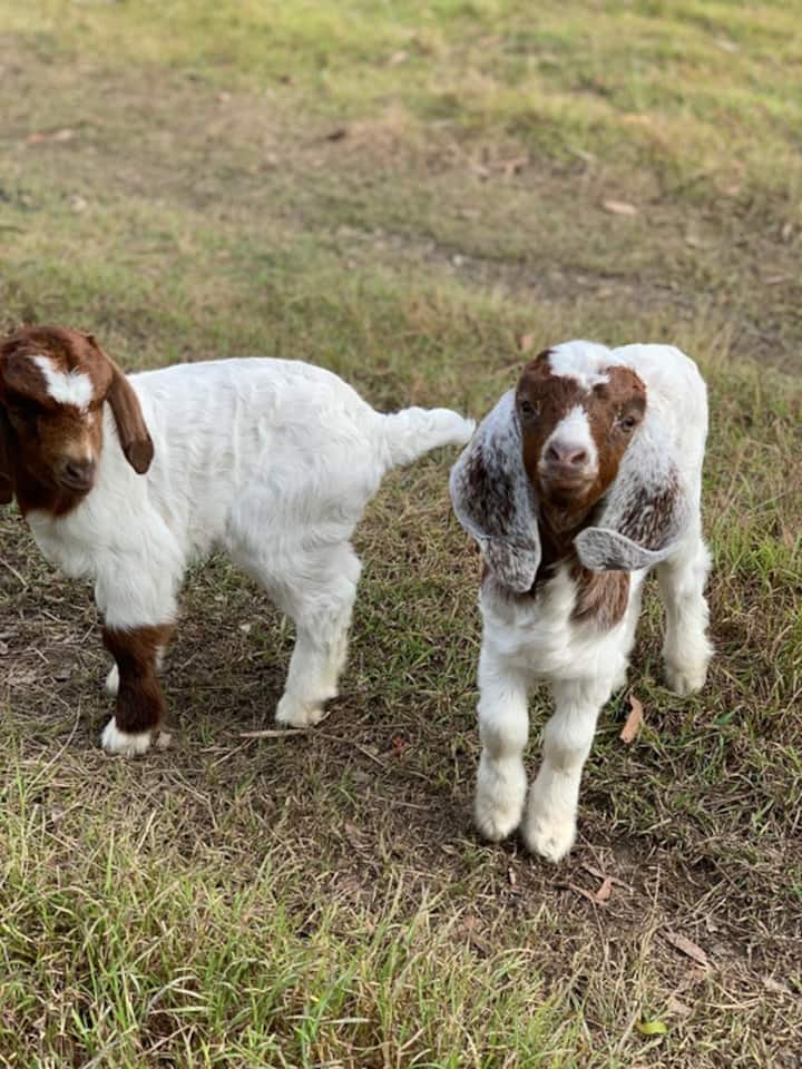 Tranquil Farm Escape With Friendly Goats - Toowoomba