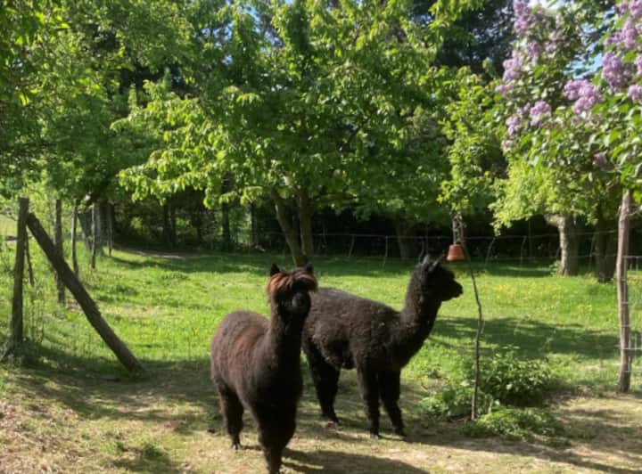 Familienzeit Auf Dem Alpakahof Am Apfelwald - Bautzen