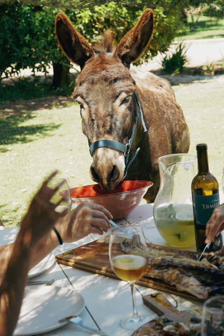 Cabra - Casa Do Burro - Sines