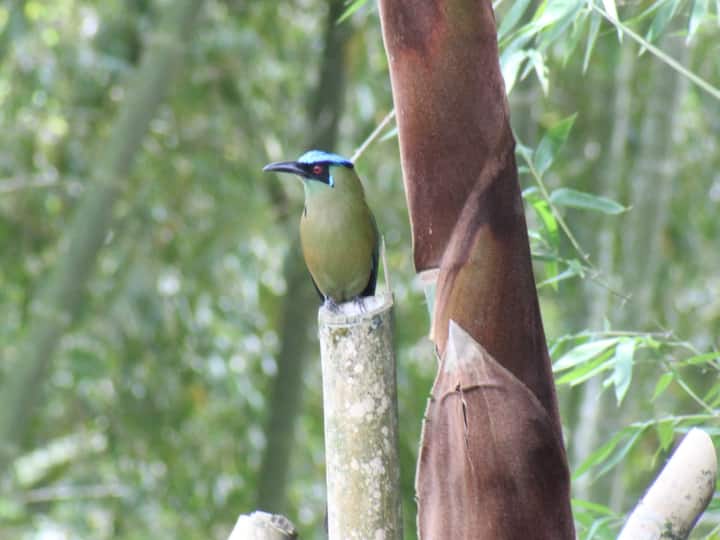 Bird Lover’s Paradise - Alcalá