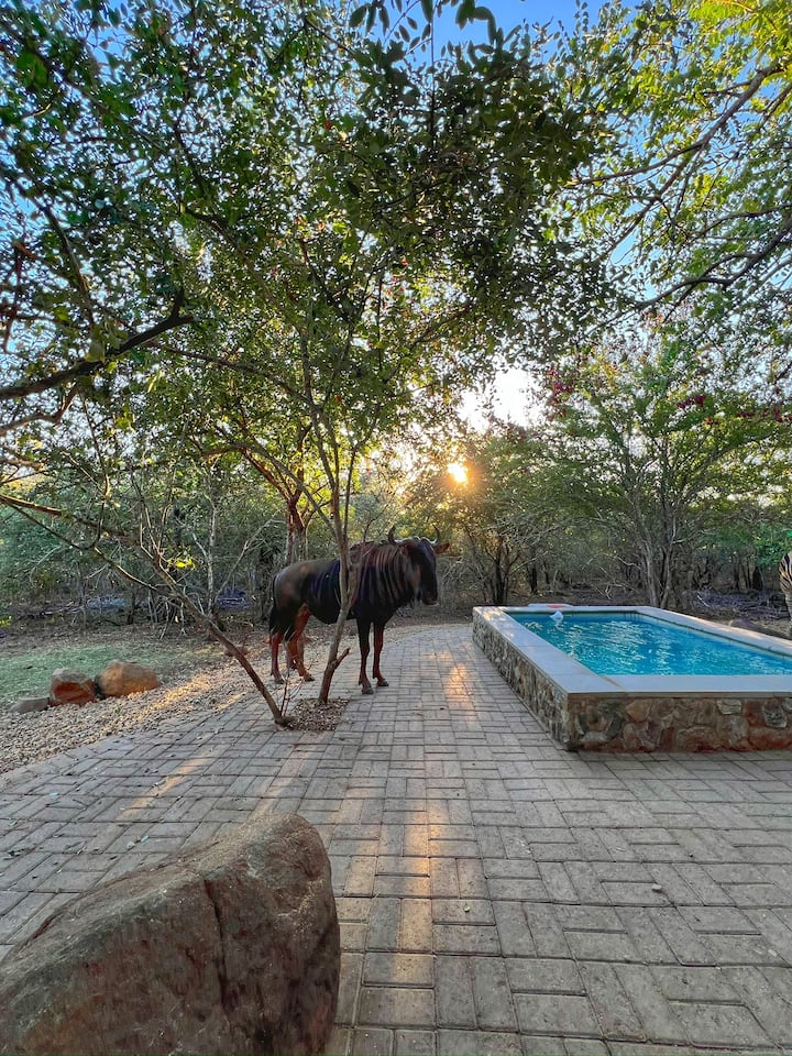 The Bush House Kruger - Marloth Park