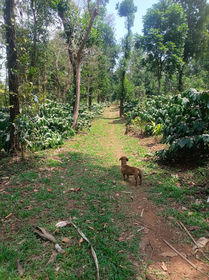 Coffee Estate 
Stay
Green With Wifi Sakaleshpur - サクレスプル