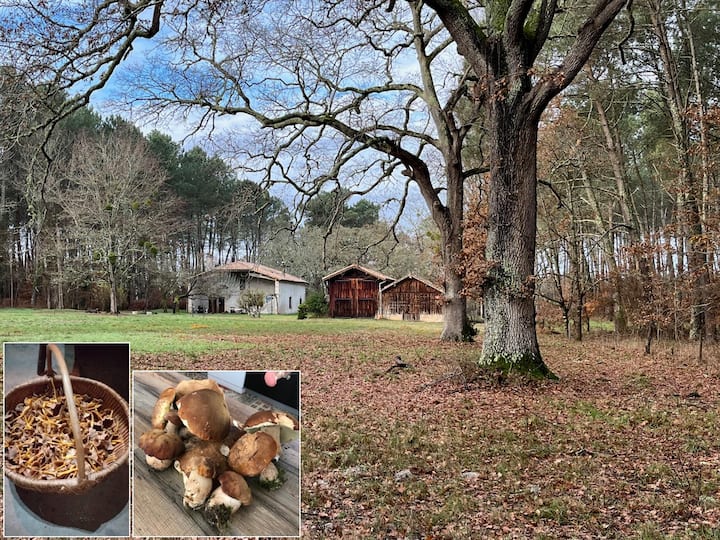 Maison Familiale En Pleine Forêt Avec Piscine - Bazas