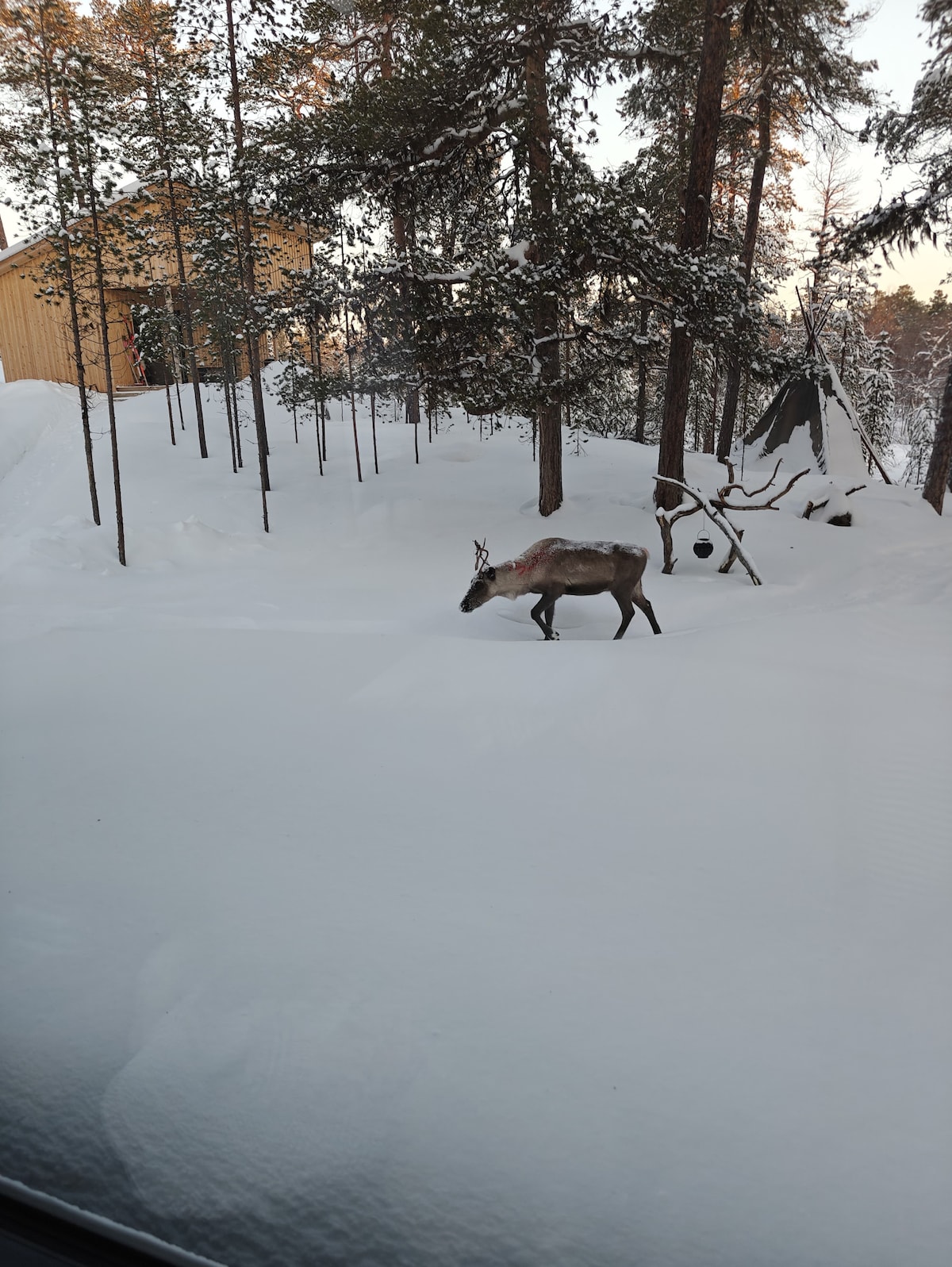Casa de huéspedes moderna y sauna en el centro de Inari - Cabañas en ...